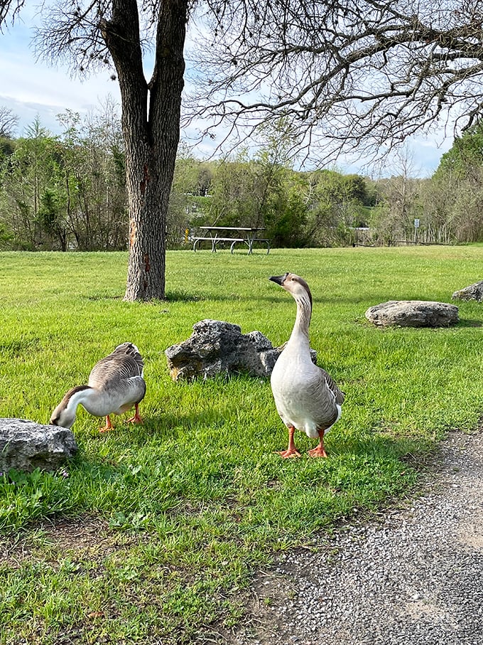 These geese strut through the park like they own the place&mdash;and honestly, they might. Wildlife encounters that don't require zoom lenses.