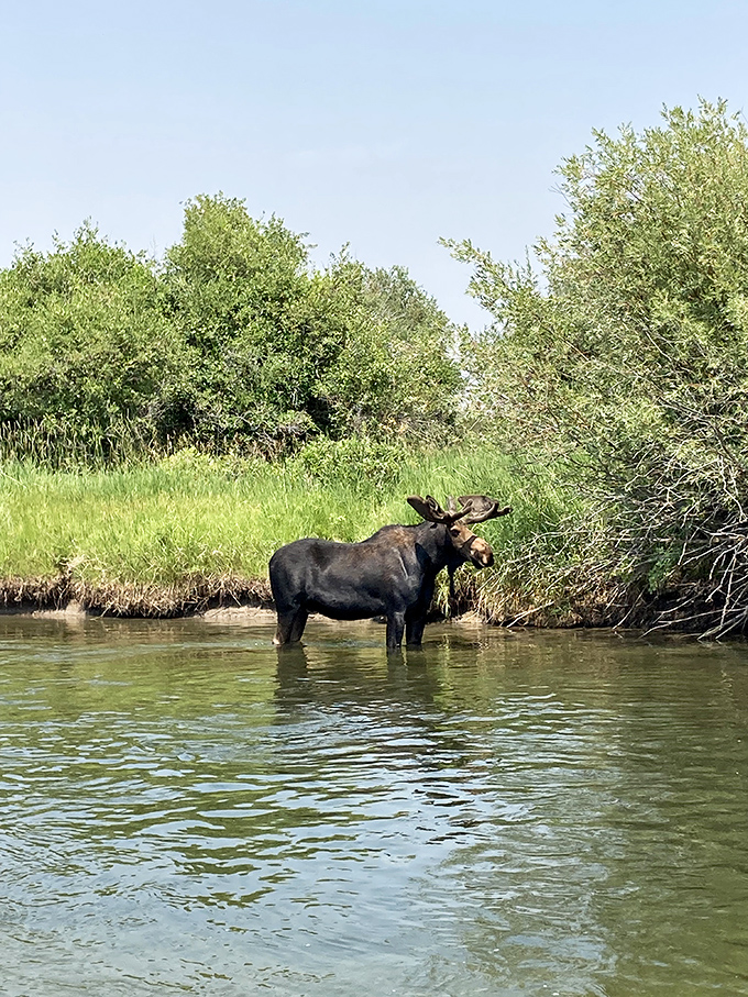 "Excuse me, you're in my kitchen" &ndash; a magnificent bull moose takes a refreshing dip, reminding visitors who the real locals are.