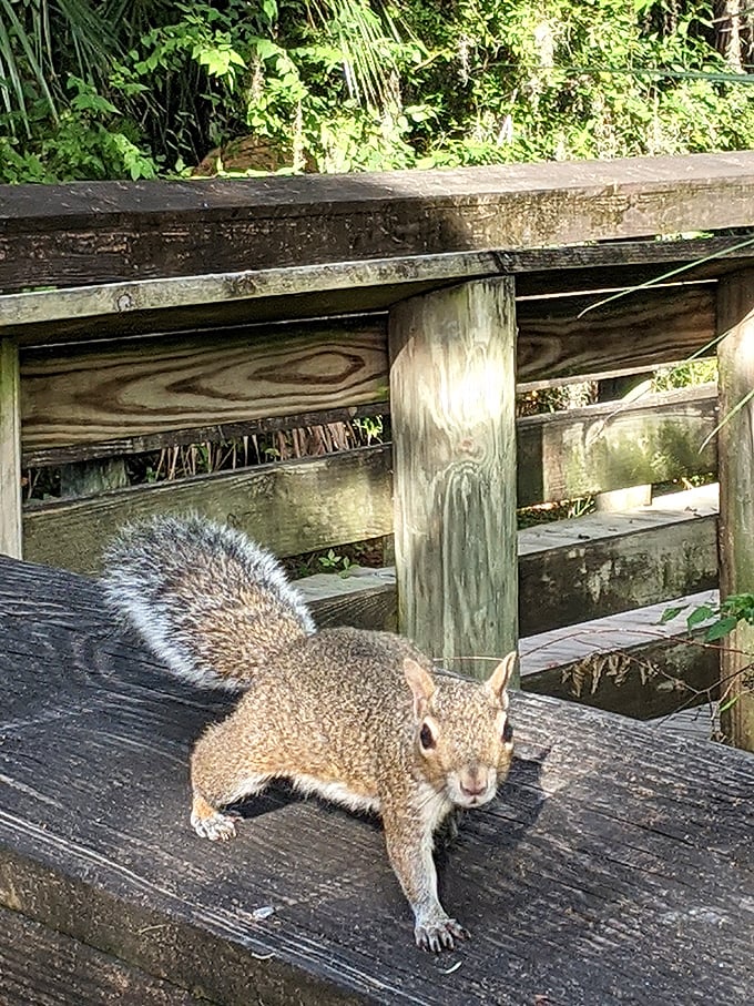"Excuse me, do you have any nuts?" This bold squirrel ambassador greets visitors along the nature trails near Fort Island Beach.