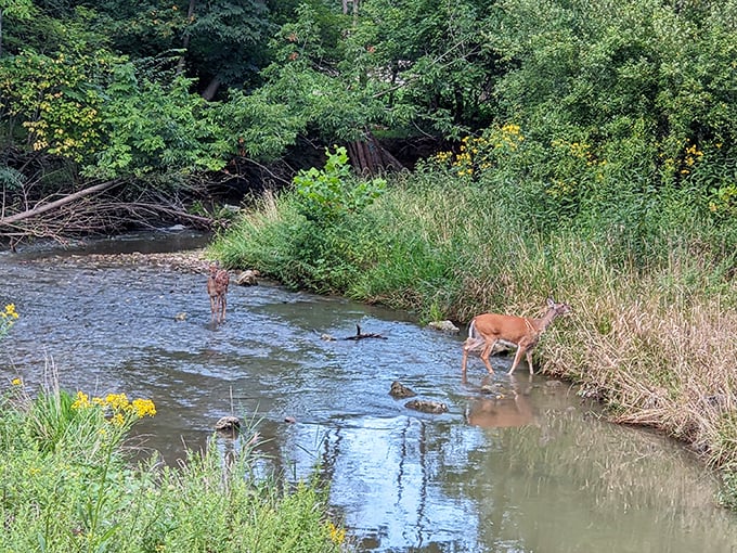 Even the local wildlife knows Medina is worth visiting. These deer pausing for a drink probably have better work-life balance than most of us.