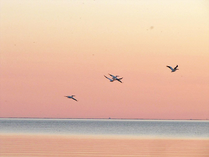 Birds performing their sunset ballet over pastel waters. Nature's equivalent of dessert after a perfect meal&mdash;sweet, memorable, and gone too soon.