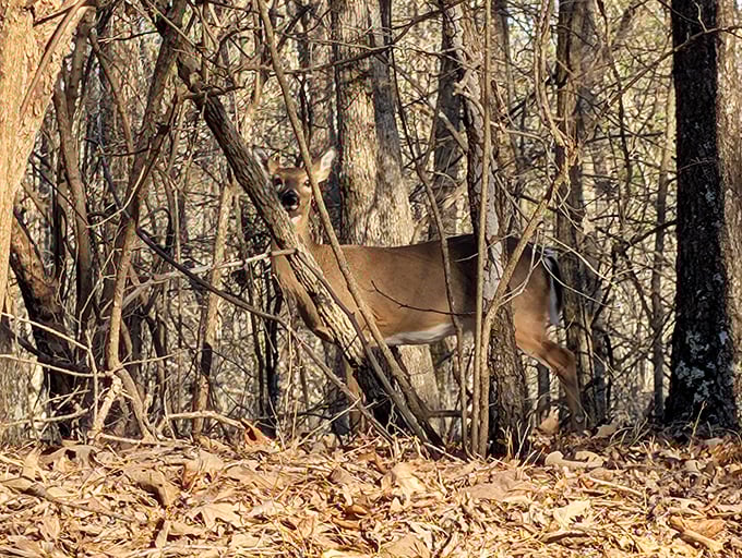 Nature's most elegant supermodel poses between the trees. This deer didn't even need to practice that perfect "I'm-pretending-not-to-see-you" look.