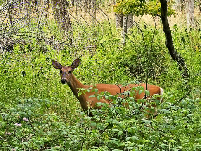 "Excuse me, did I interrupt your breakfast?" This deer reminds us we're just visitors in her dining room.