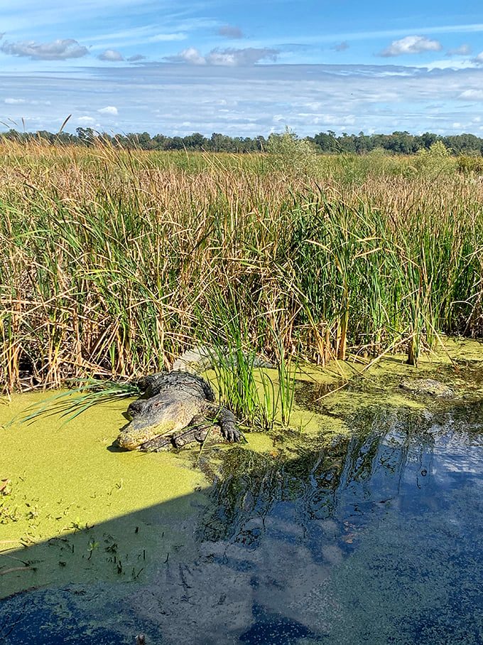 An alligator plays the role of prehistoric sunbather perfectly, reminding visitors that this swamp has been his family's address for millions of years.