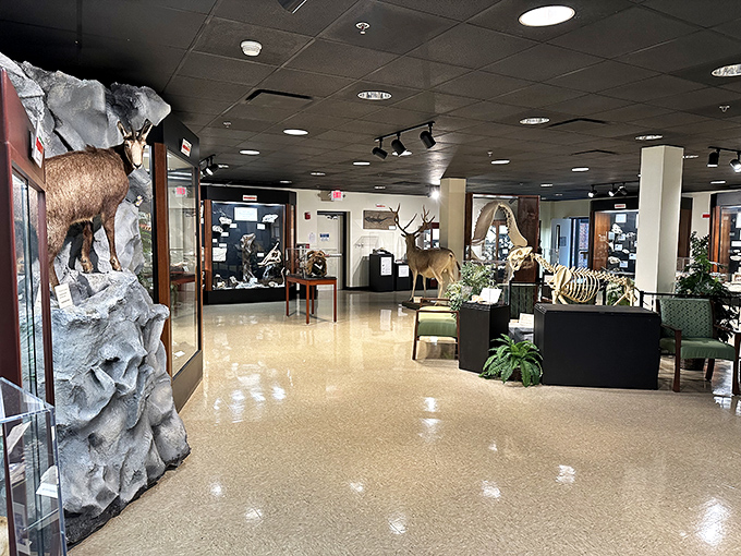 The Natural History Museum's taxidermy collection might be the only place where you can safely make eye contact with a bear without updating your will.