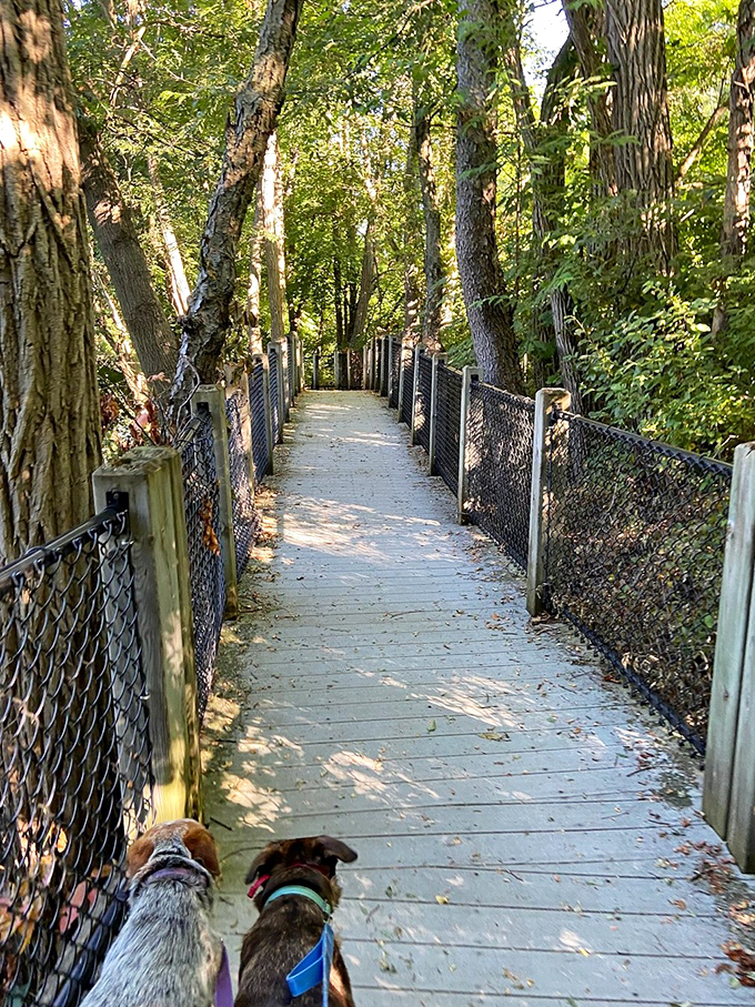 Dappled sunlight guides your way along this peaceful woodland path, where the only rush is the occasional breeze through the trees.
