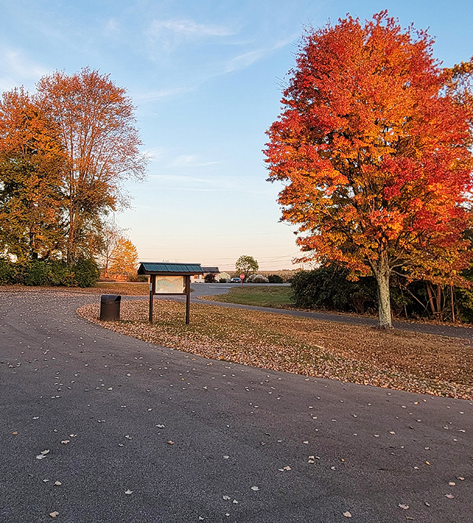 Fall fashion at its most spectacular! These trees didn't just change colors&mdash;they went full runway model with a fiery display that puts designer collections to shame.