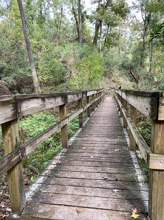 This boardwalk leads to no cotton candy or carnival games, just the quiet symphony of a Florida ravine. The better deal, if you ask me.
