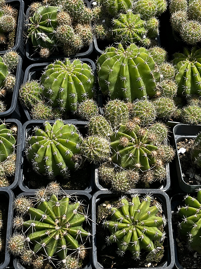 Even cacti have found their way to the Great Smokies Flea Market. These prickly little fellows are just waiting to become someone's windowsill companions.