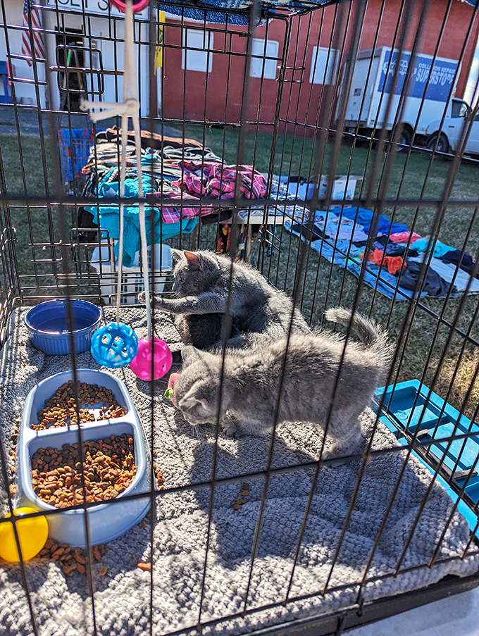 Even pets get the flea market treatment! This fluffy companion is either waiting for a forever home or just enjoying the best people-watching spot in three counties.