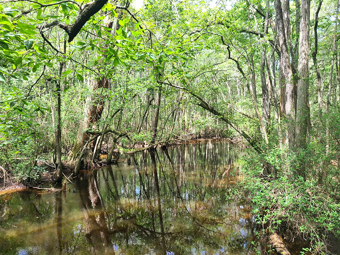 Black Creek's reflective waters double the beauty, creating mirror images that would make even Narcissus say, "Now that's worth looking at!"