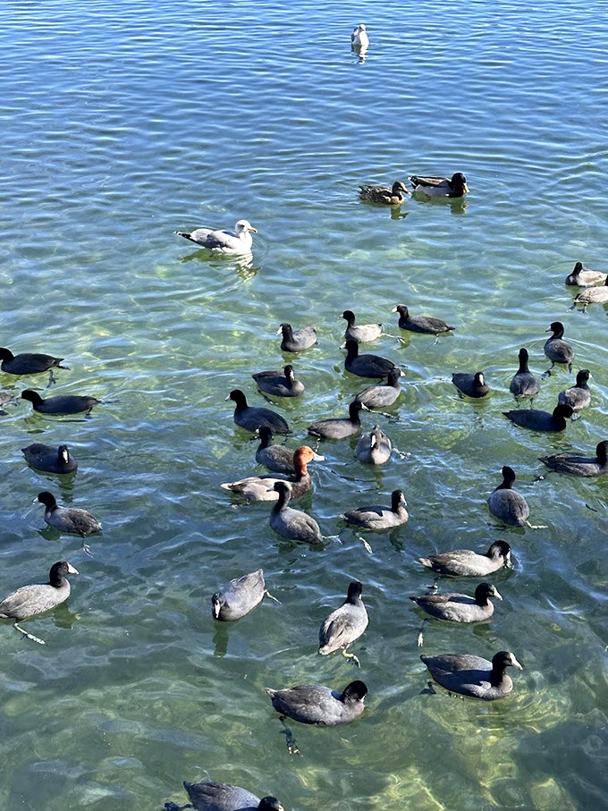 A parliament of waterfowl holds an impromptu convention on the lake, clearly discussing the shocking lack of bread crumbs from visitors.