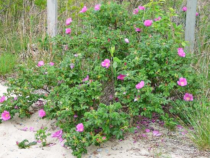 Beach roses don't care about perfect conditions&mdash;they thrive in sand and salt spray, a botanical lesson in resilience and beauty.