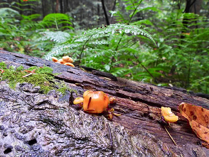 Nature's gourmet offering: wild mushrooms adding splashes of color to the forest floor. Look but don't sample unless you're an expert forager!