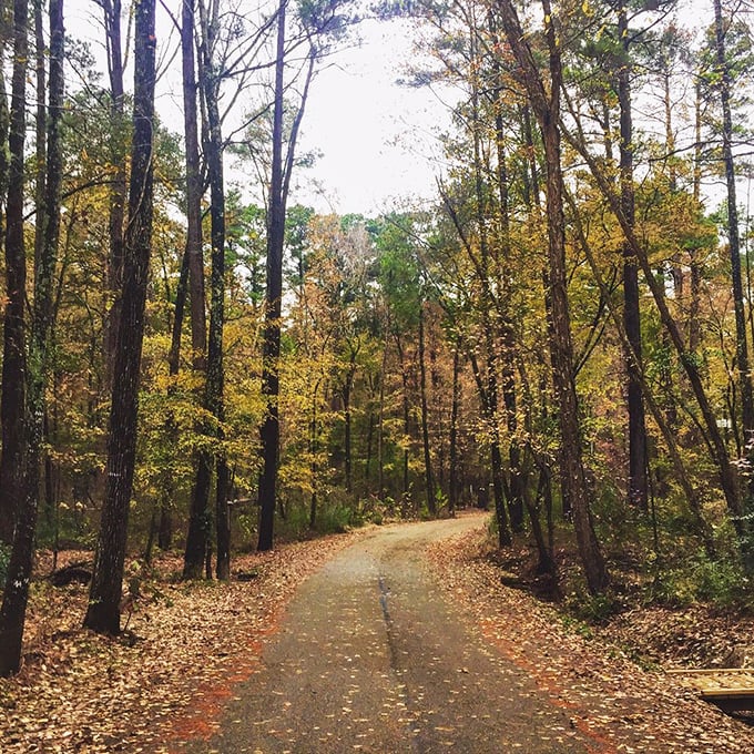 Autumn paints the forest path in golden hues. Walking here feels like strolling through a scene that normally requires a filter.