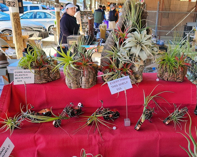 Air plant artistry that brings the outdoors in. These low-maintenance beauties prove that even Florida's plant life knows how to relax in style.