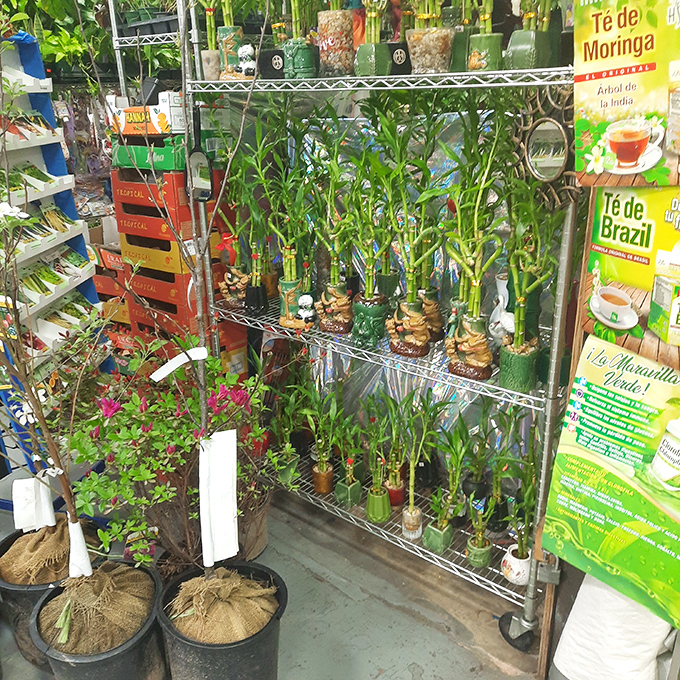 A little jungle oasis amid the marketplace chaos. These lucky bamboo plants promise good fortune for those with even the blackest thumbs.