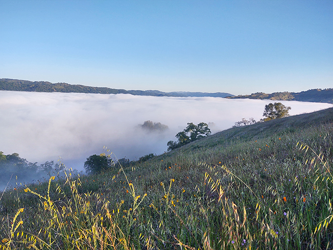 Morning fog blankets the valleys like nature's cotton candy, creating an otherworldly landscape that feels more Alps than California.