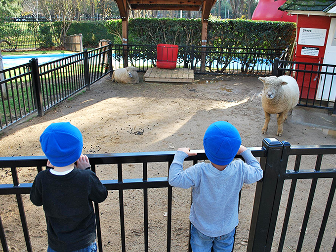 Mary's little lambs are indeed as white as snow, captivating young visitors who press against the fence for a glimpse of nursery rhymes come to life.