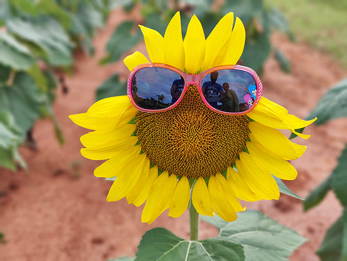 "Just hanging out looking cool." This sunflower-with-shades perfectly captures the laid-back vibe of a South Carolina summer day.