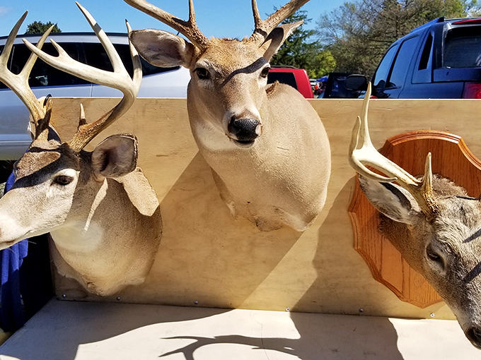 Trophy mounts stare silently from their wooden plaques, unexpected sentinels watching over the bustling market from their second life.