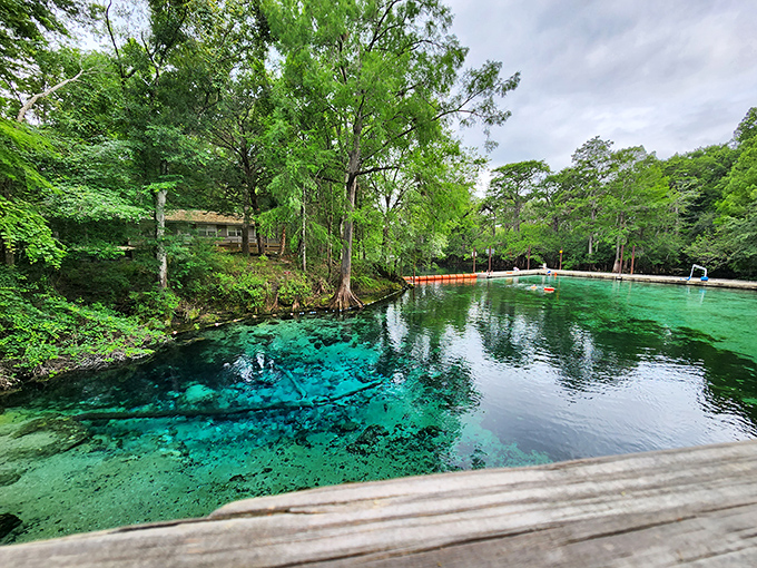 Fanning Springs' impossibly blue waters create a striking contrast against the cypress-lined shore&mdash;Florida's natural color palette at work.