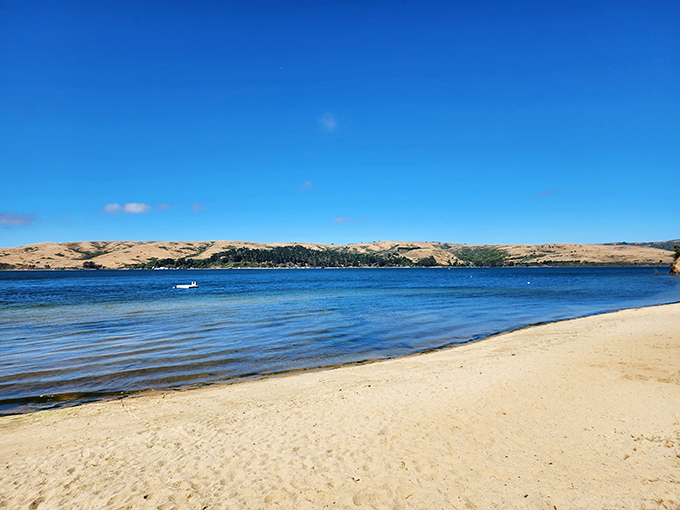Tomales Bay's protected waters create perfect kayaking conditions, where families can paddle without ocean terror.