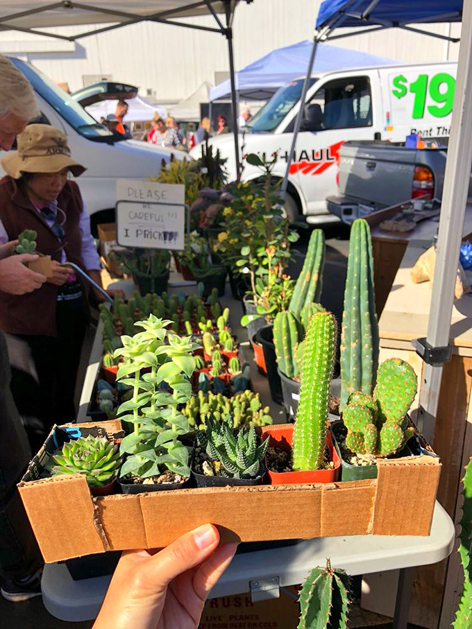Tiny succulents await adoption into your home garden. These drought-tolerant treasures prove good things come in small, spiky packages.