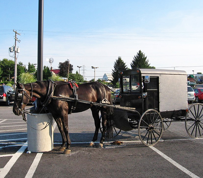 The horse doesn't know it's a tourist attraction&mdash;it's just doing its job, probably wondering why everyone with a smartphone acts like they've never seen a buggy before.