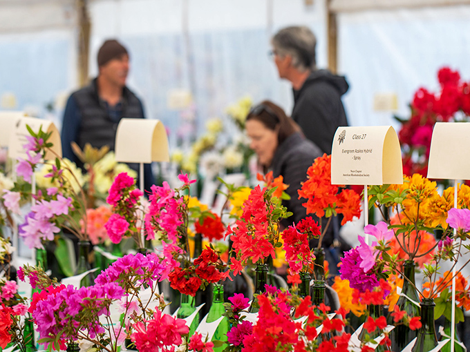 The Rhododendron Show brings color that's so vibrant, your sunglasses might ask for their own sunglasses.