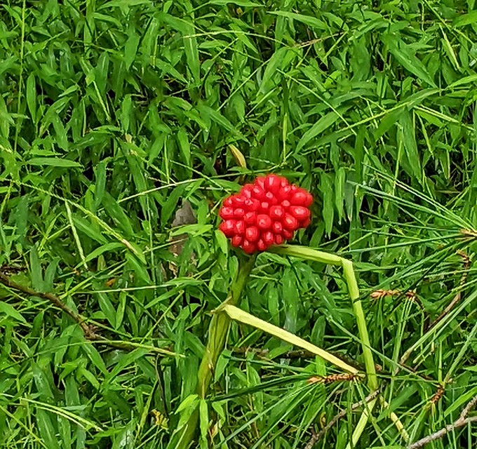 Nature's ruby in the rough! This wild berry adds a pop of color to the forest floor&mdash;beautiful to see, but best left unpicked.