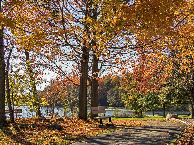Fall foliage in Medina transforms ordinary park benches into front-row seats to nature's most spectacular color show. Pumpkin spice views without the latte price.