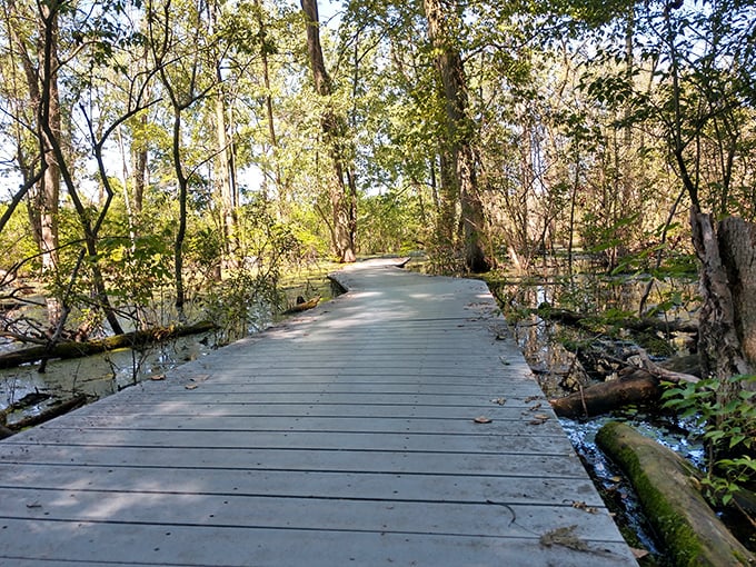 This boardwalk through wetlands proves nature is the original architect. No concrete jungle can compete with this masterpiece.