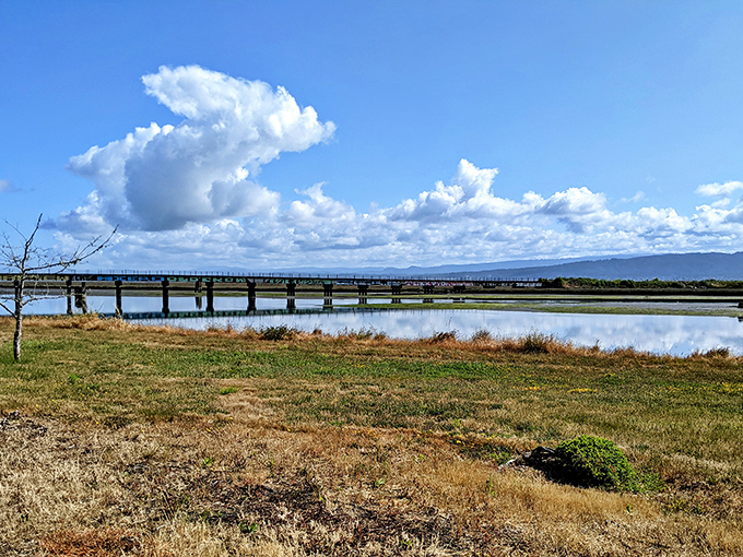 Tranquil wetlands stretch beneath Eureka's bridges, where nature and infrastructure find perfect harmony away from the urban hustle. 