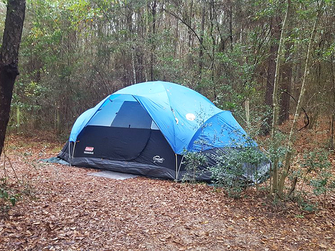 Camping beneath Florida pines&mdash;where night sounds include owls instead of theme park fireworks. Your tent becomes a portal to old Florida.