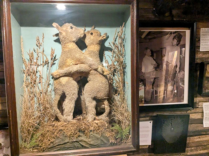 These conjoined lambs in their natural habitat (a glass case) remind us that nature occasionally has its own strange ideas about togetherness.