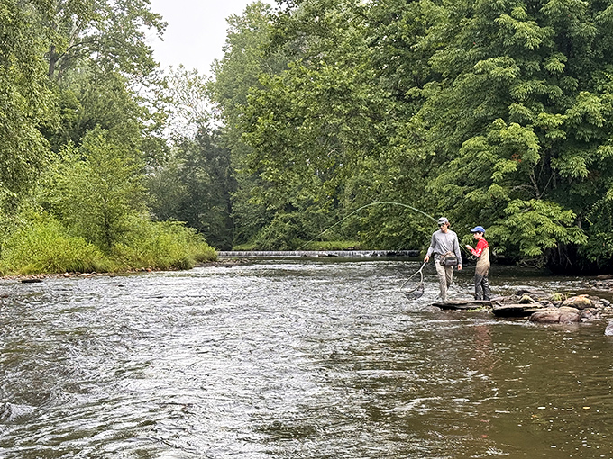 The Davidson River flows clear and inviting, where fly fishermen practice the art of standing in cold water while looking completely content.