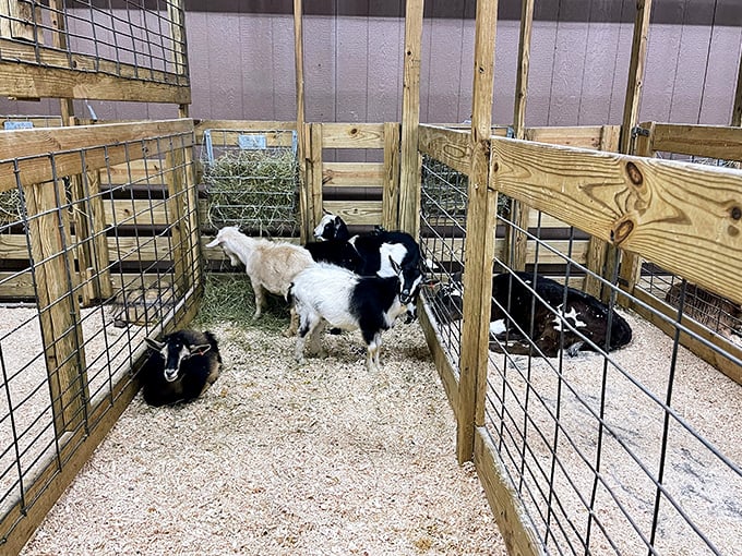 Not your average shopping companions! These adorable goats add farm charm to the market experience, delighting visitors of all ages.