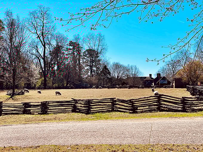 Sheep graze peacefully behind zigzag split-rail fencing, blissfully unaware they're participating in both agriculture and a living history lesson simultaneously.