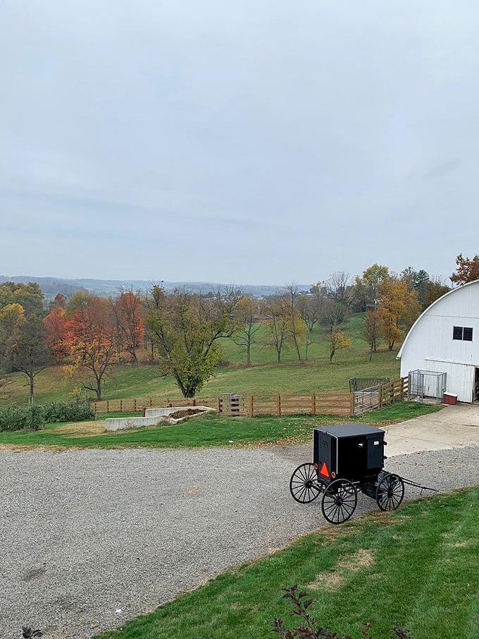 An Amish buggy against autumn's canvas proves that sometimes the most photogenic moments happen when technology takes a back seat to tradition.