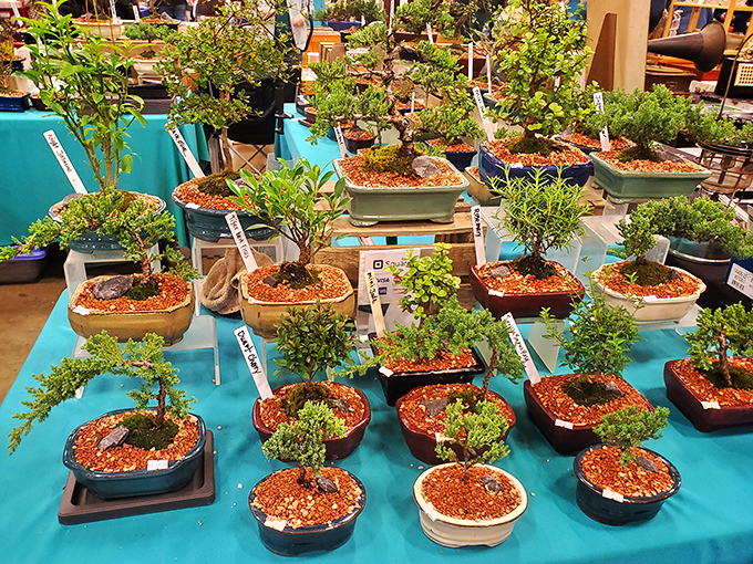 Miniature zen gardens abound! These perfectly pruned bonsai trees offer living art for those patient enough to become their temporary caretakers.