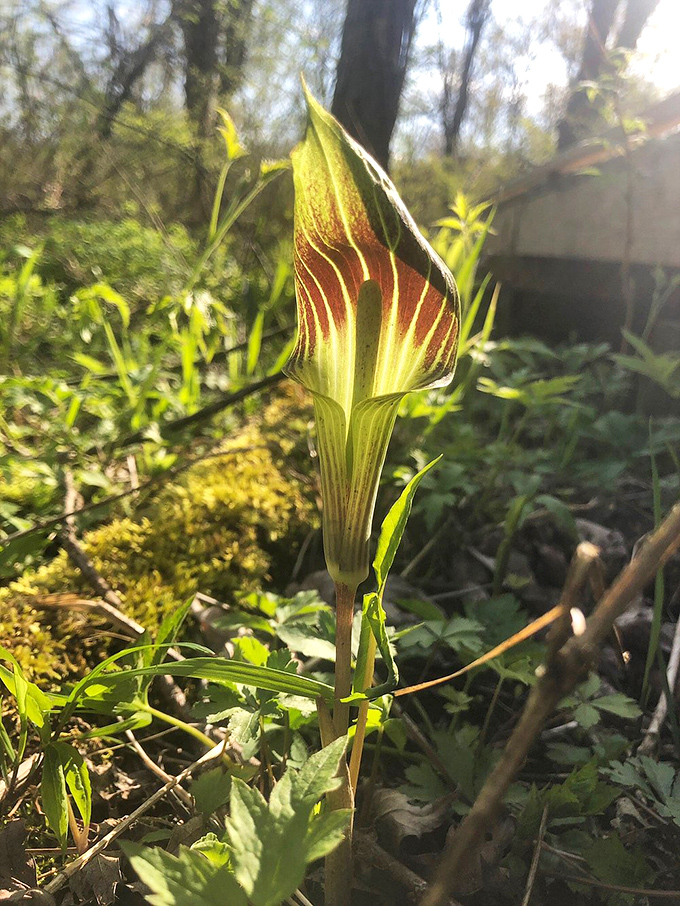 The extraordinary Jack-in-the-pulpit stands like nature's modern art installation, simultaneously elegant and slightly alien in its perfect design.