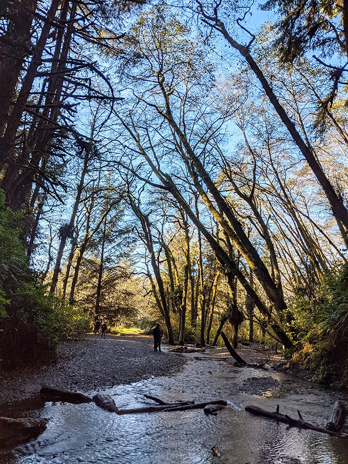 Looking up through the redwood canopy reveals a complex world where marbled murrelets nest despite spending most of their lives at sea.