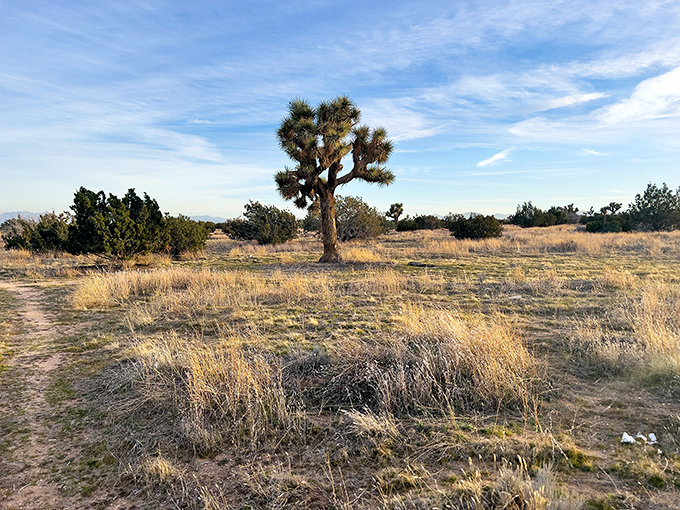 This lone Joshua tree didn't get the memo about Joshua Tree National Park being an hour away&mdash;a desert sentinel standing watch.
