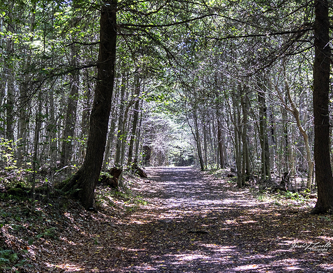 The forest path beckons with dappled sunlight and the promise of adventure &ndash; nature's version of the yellow brick road, minus the singing munchkins.