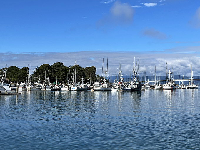 Boats bob gently in Humboldt Bay, their masts creating a forest of vertical lines against the horizon's sweeping blue canvas.