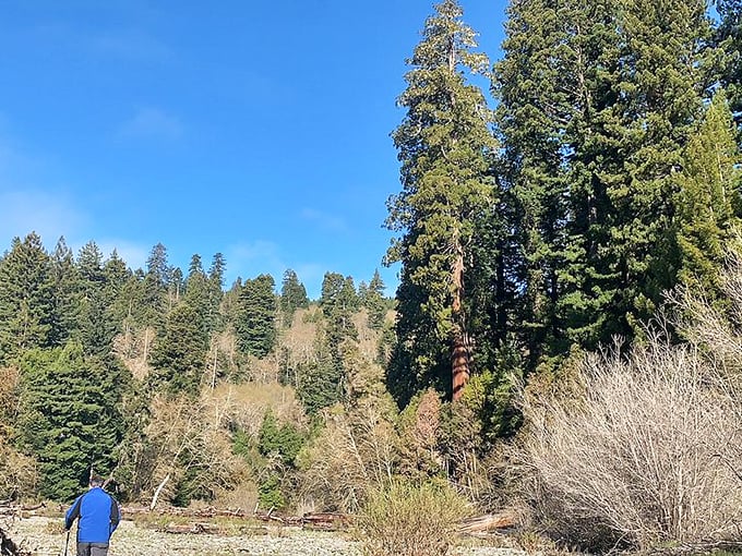 The forest's edge reveals layers of life &ndash; from towering redwoods to young saplings, all part of a cycle that's been running for millennia.