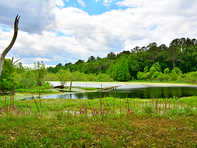 Marshlands stretch toward the horizon, showcasing the untamed Lowcountry landscape that existed long before Charleston became a tourist destination.