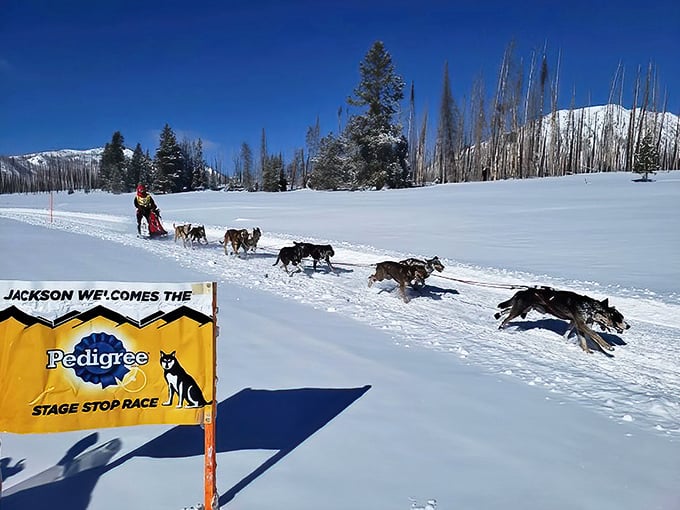 Dog sledding through pristine snow &ndash; where "horsepower" gets redefined by enthusiastic canines. Their joy in running makes your gym membership seem particularly uninspired.