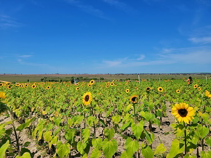 Sunflower fields stretching toward the horizon prove Florida isn't just about oranges and Mickey Mouse. Van Gogh would've needed more yellow paint here.